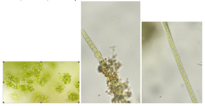 CYANOBACTERIA BLOOM EXPANDING IN TISBURY GREAT POND | chilmarkma