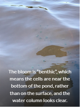 MV CYANO has detected a cyanobacteria bloom in Middle portion of ...