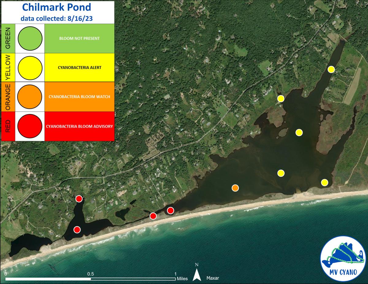 Important Cyanobacteria Advisory & Watch Status Update for Chilmark ...