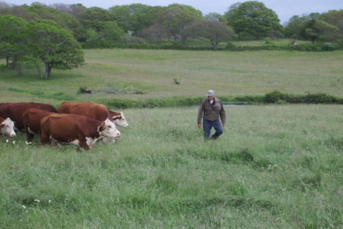 Chilmark Photo Gallery | chilmarkma